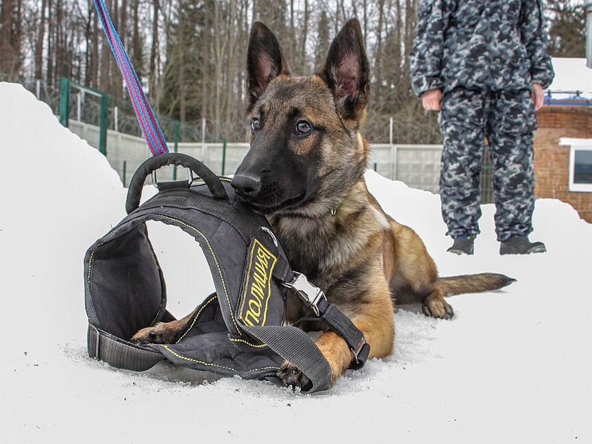 Овчарки - щенки немцев