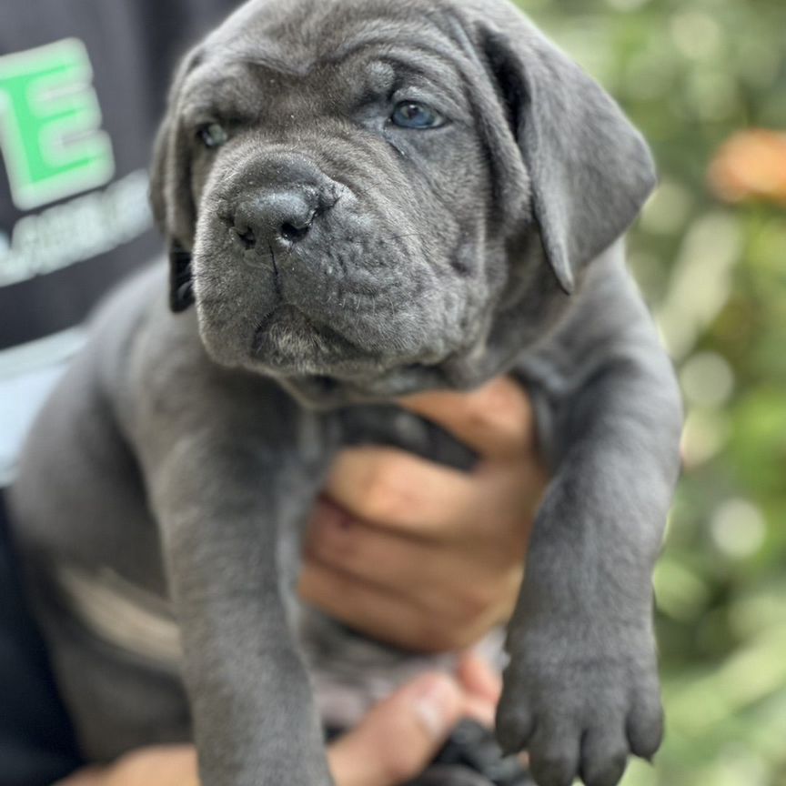 Щенки Кане Корсо