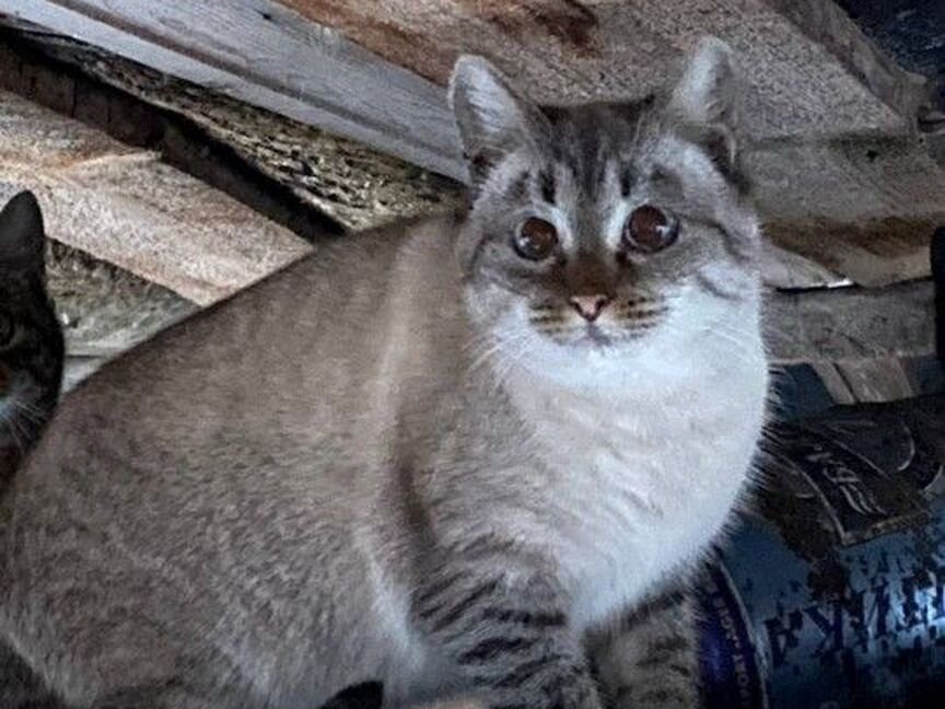 Кошки в добрые руки в частный дом, квартиру