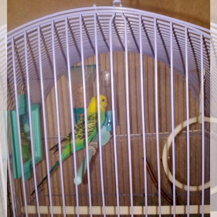 Волнистый попугай