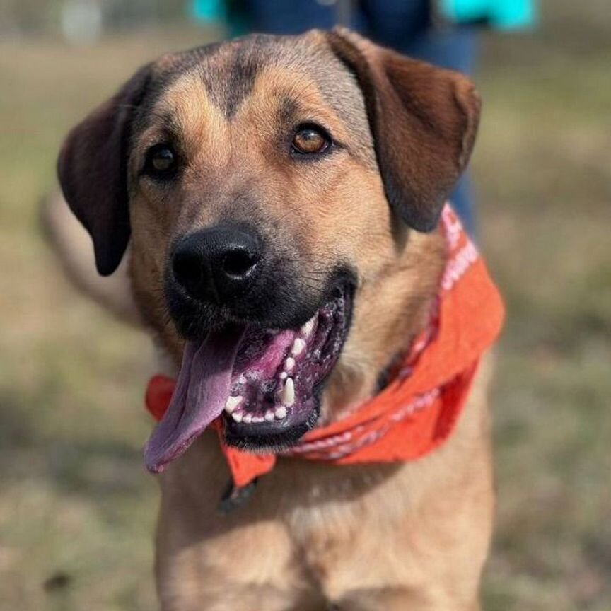 Молодой озорной Смурфик местает о доме