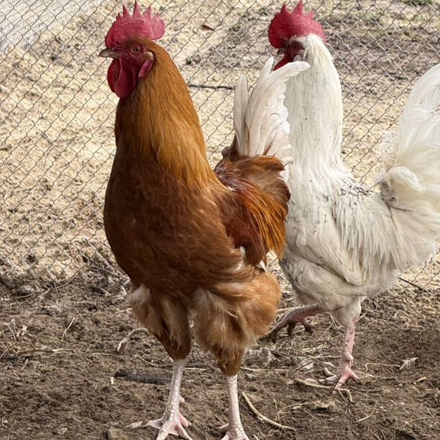 Петух молодой домашний