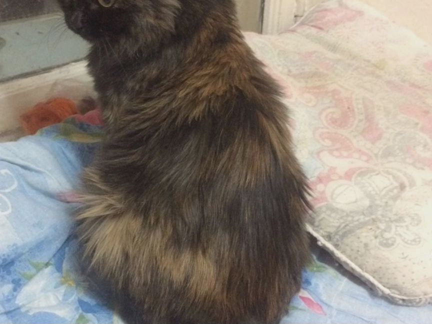 Молодая кошечка Матильда, ей 1 год