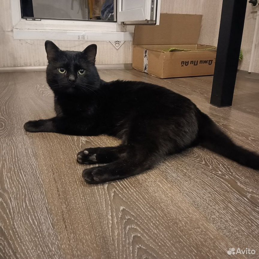 Черный котик в хорошие руки