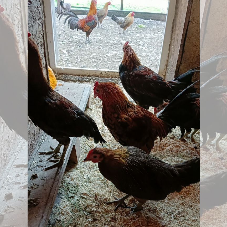 Куры аям кетава