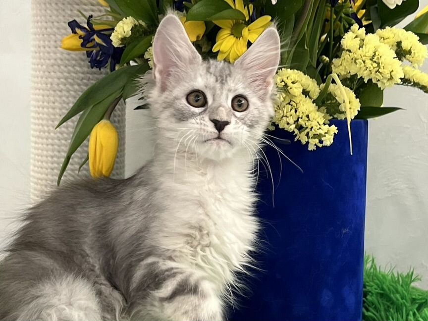 Серебристый котенок мейнкун (кошечка)