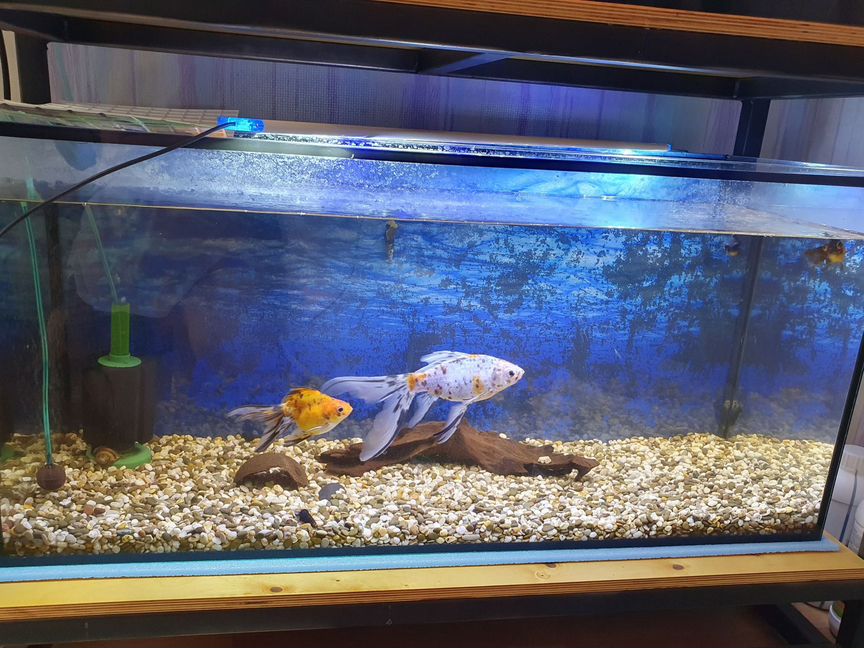 Аквариум на 150 литров