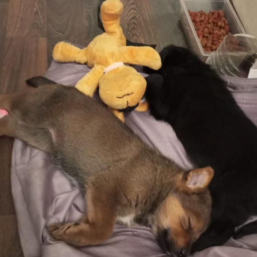 Щеки в добрые руки срочный пристрой