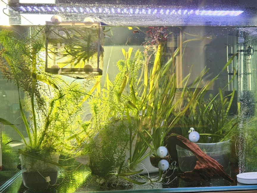 Аквариумные растения
