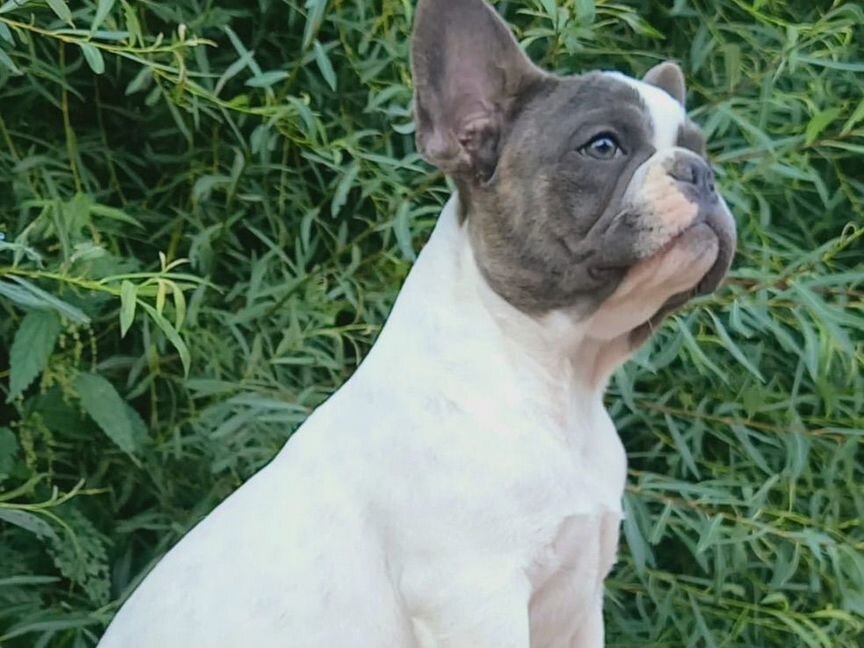 Французский бульдог бело-голубая