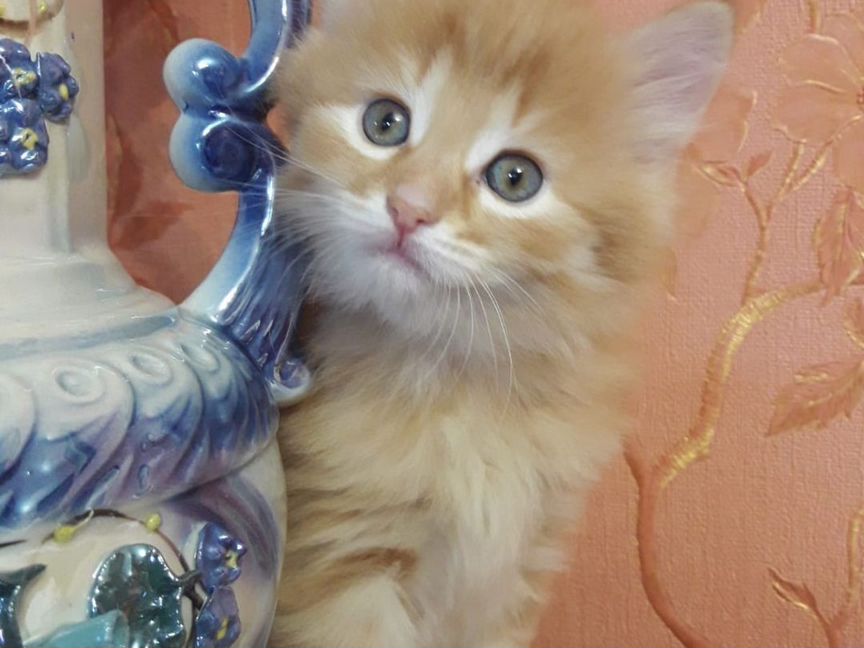 Сибирячки солнышки