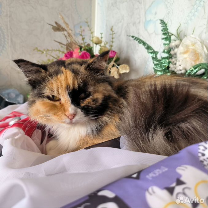 Милая кошечка Маша, 3 года ищет дом