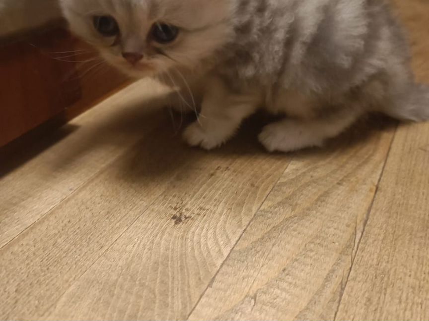 Шотландские вислоухие/обычные котята