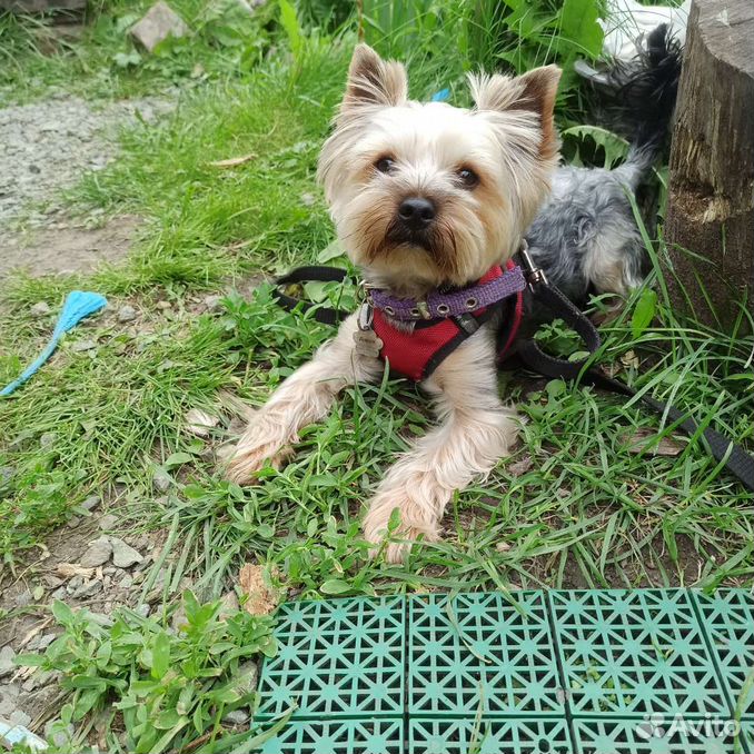 Ищем невесту (Вязка) Йоркширский терьер