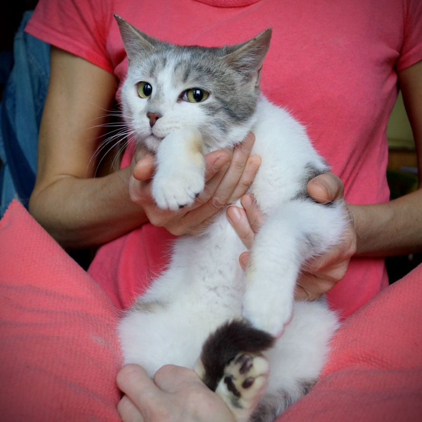Котёнок мальчик