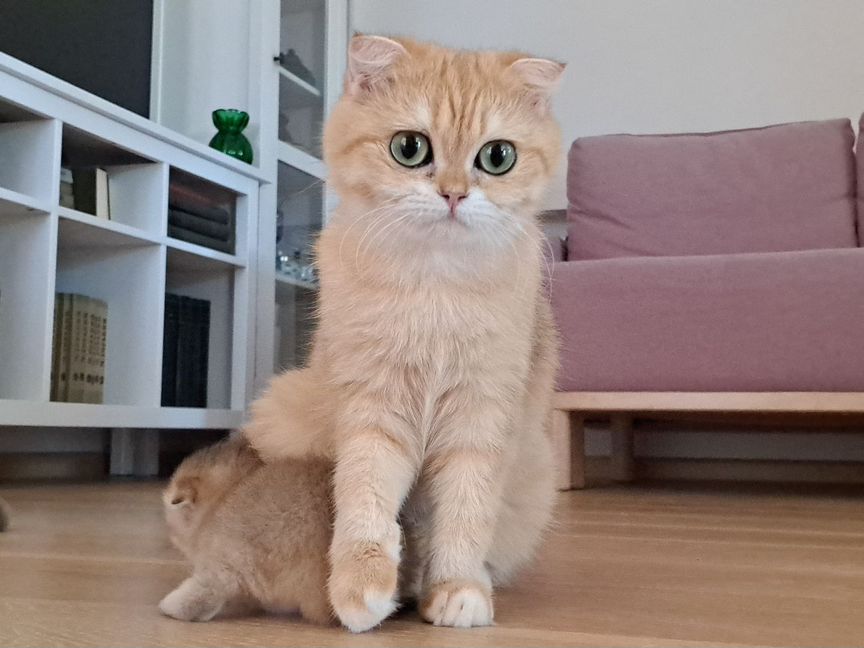 Кошка шотланская вислоухая