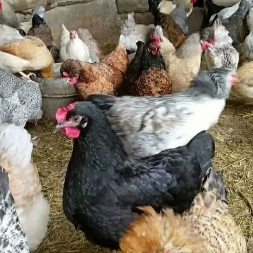 Курочки 5 месяцев