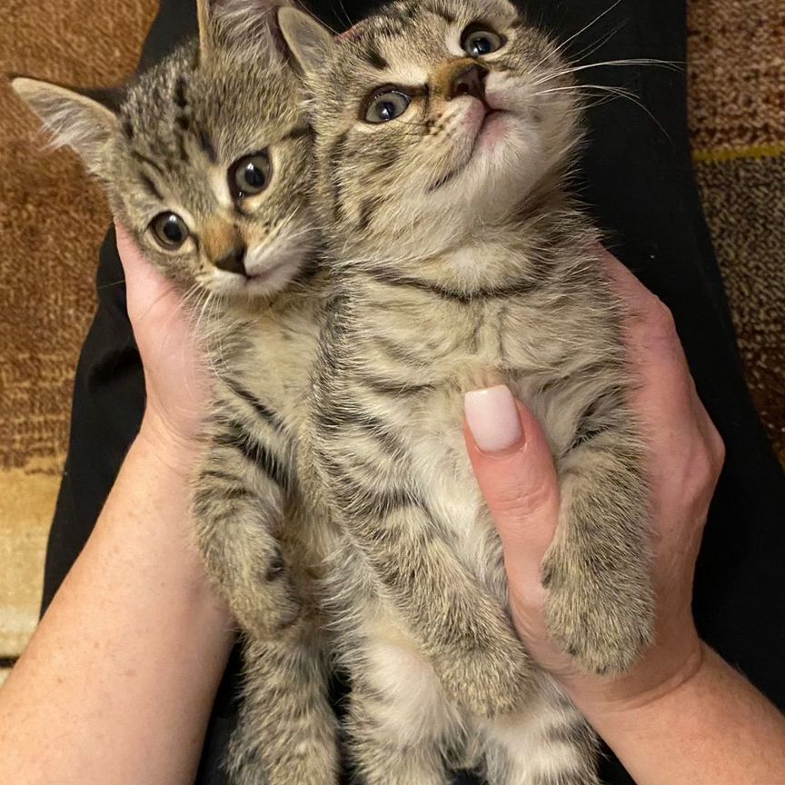 Отдам котят в добрые руки