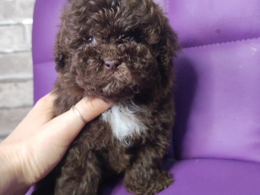 Мальтипу Классный паренек