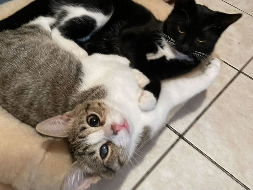 Котята в добрые руки мальчики