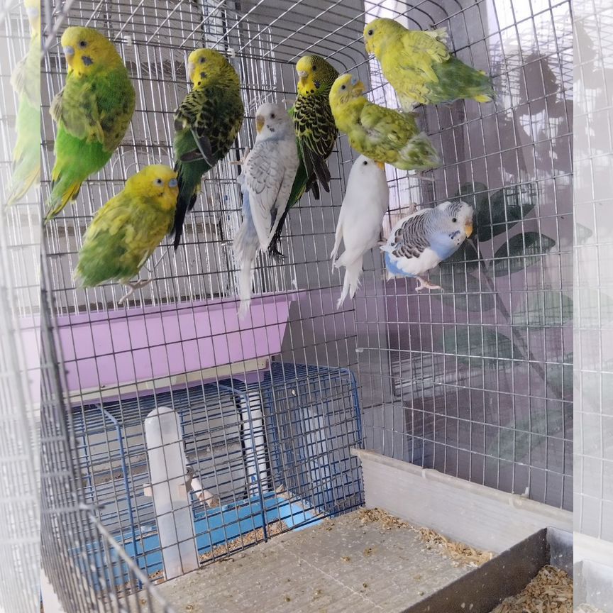 Волнистый попугай