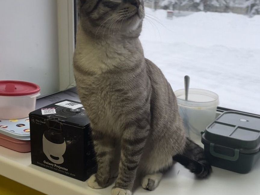 Кошки в добрые руки