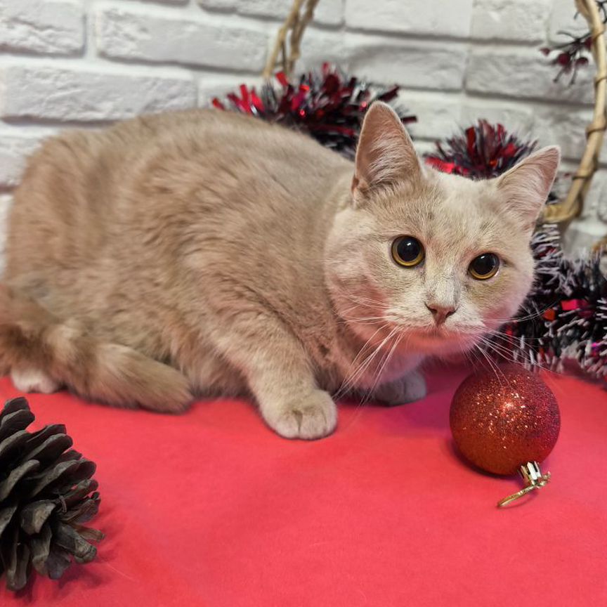 Британский короткошёрстный котёнок