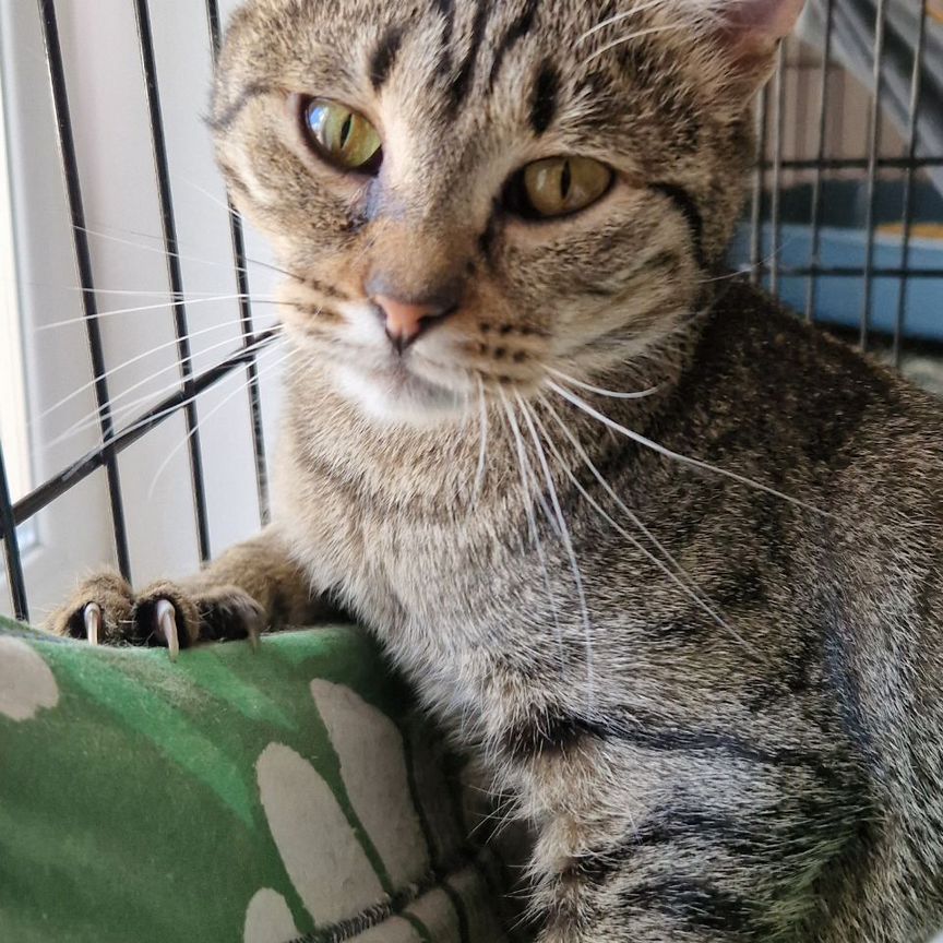 Котики и Кошечки Донбасса в добрые руки