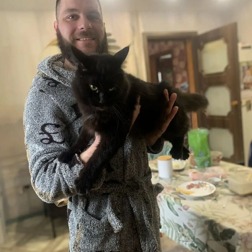 Мейн-кун котёнок