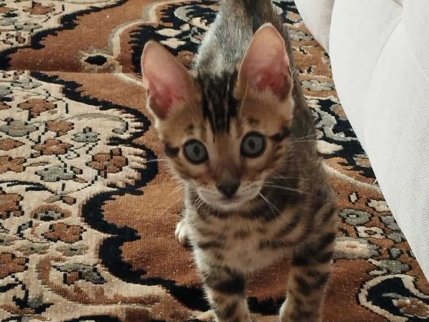 Бенгальские котята