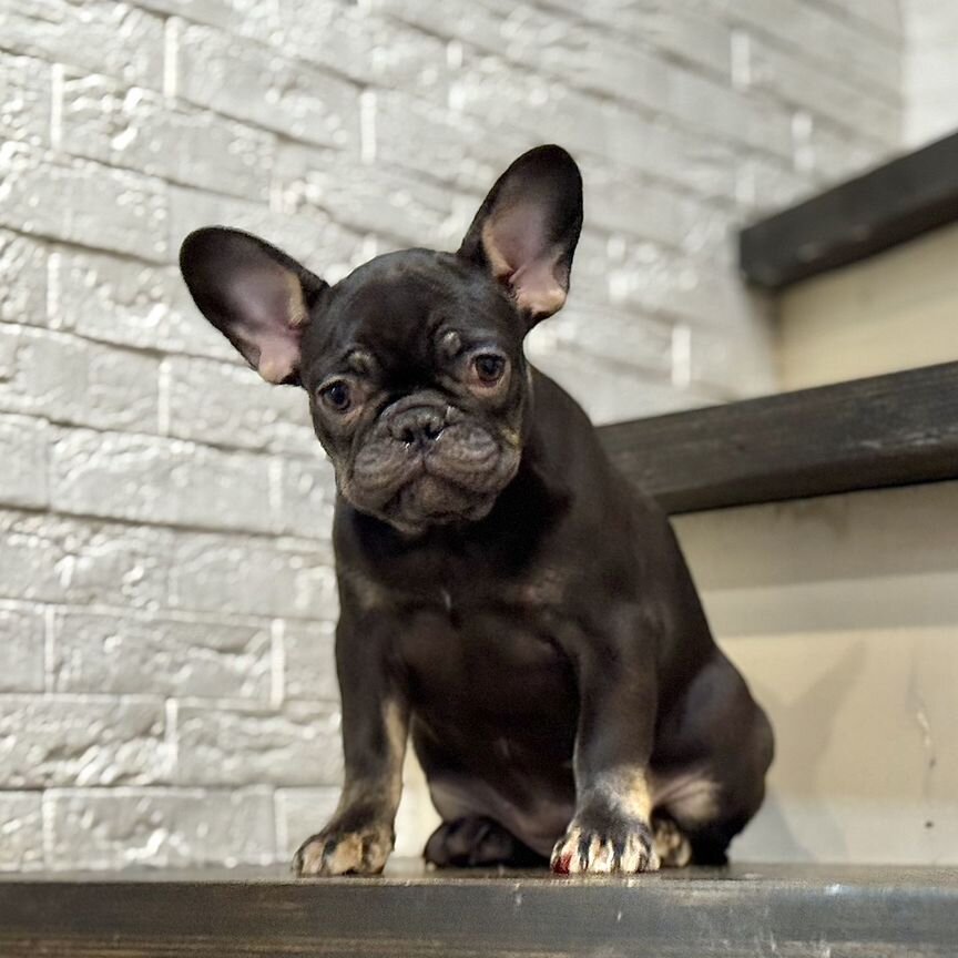 Французский бульдог, щенок