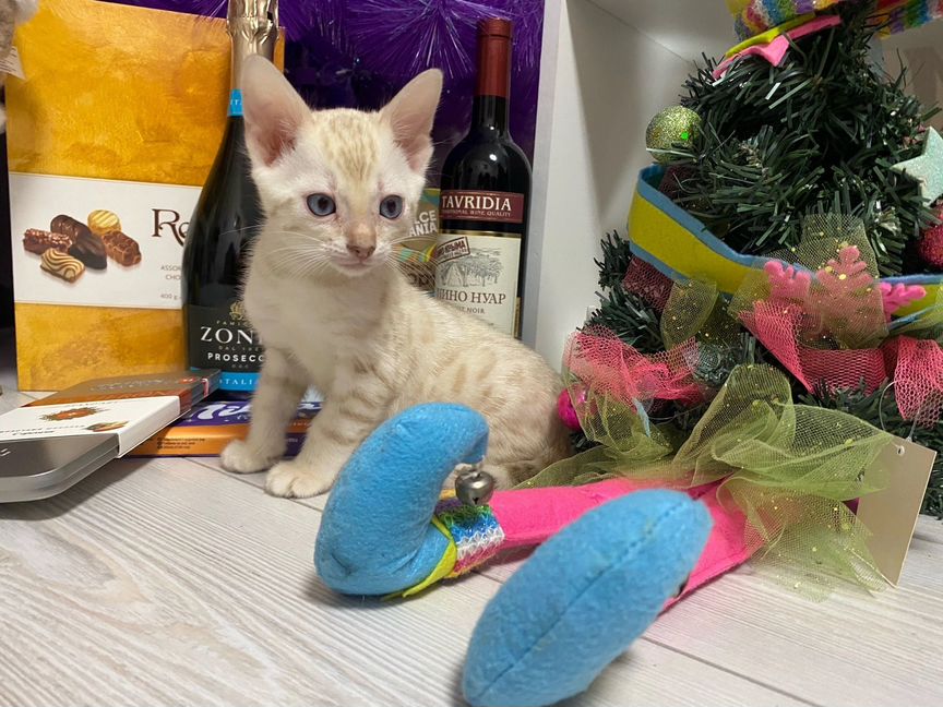 Бенгалские котята