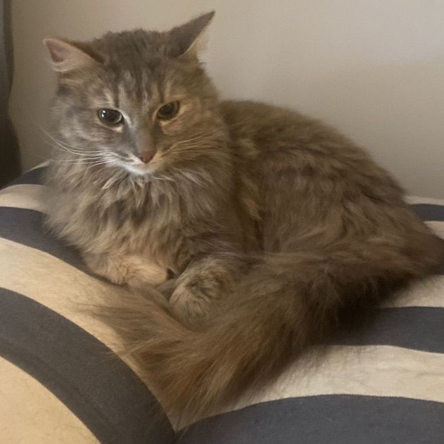 Норвежский лесной котёнок