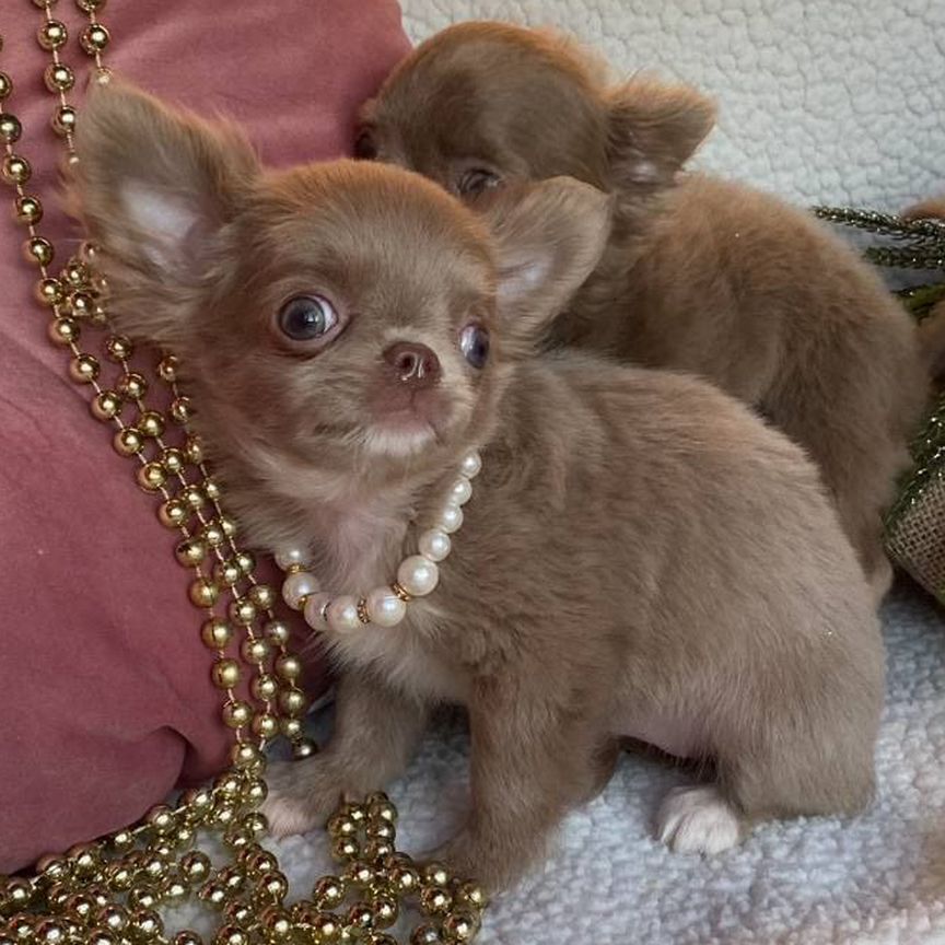 Чихуахуа, щенок