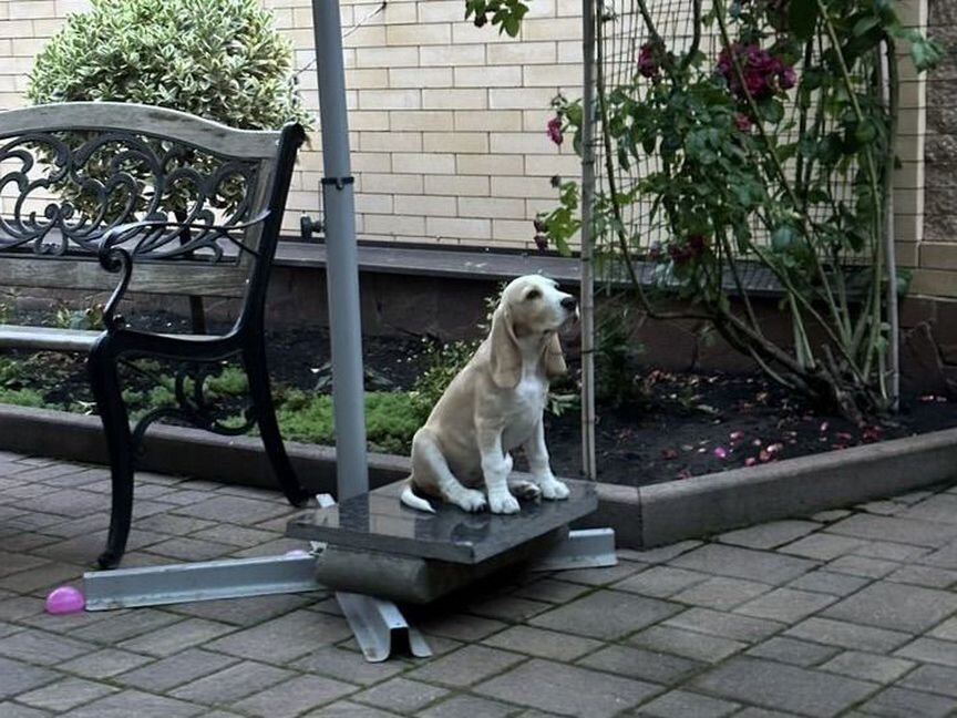 Щенок Бигль 7 месяцев