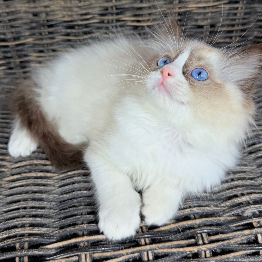 Рэгдолл котёнок