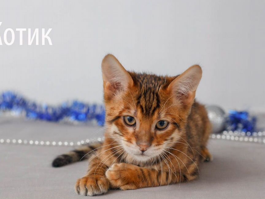 Тойгер котик