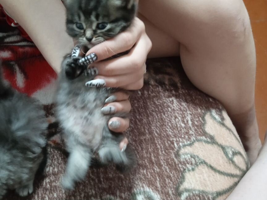 Кошка