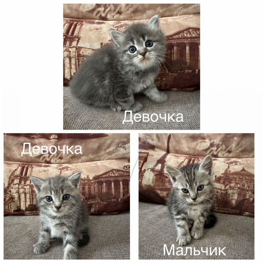 Шотландский вислоухий длинношёрстный котёнок