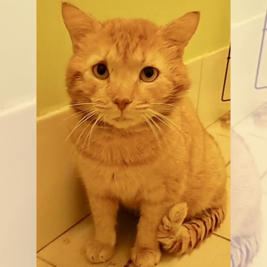 Взрослый кот в добрые руки