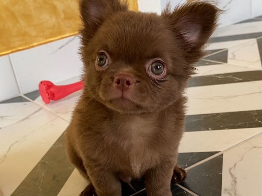 Шоколадный чихуахуа