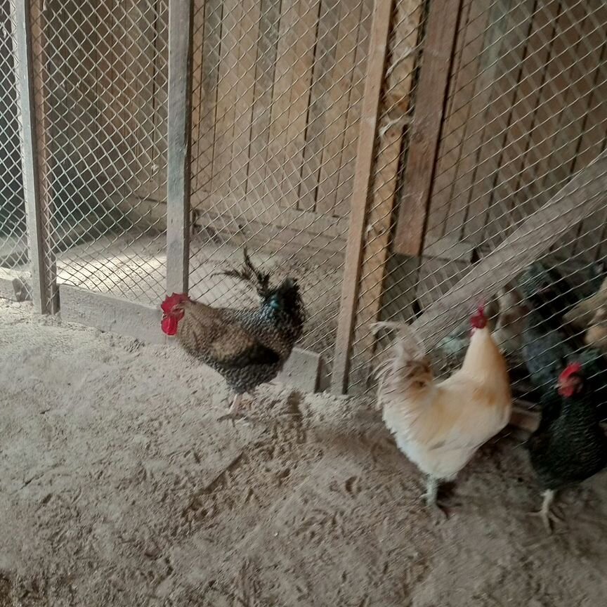 Куры петухи