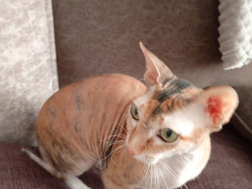 Кошка