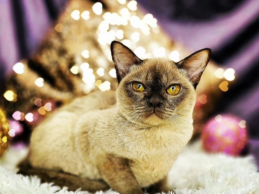 Кошка Европейской бурмы Халиша