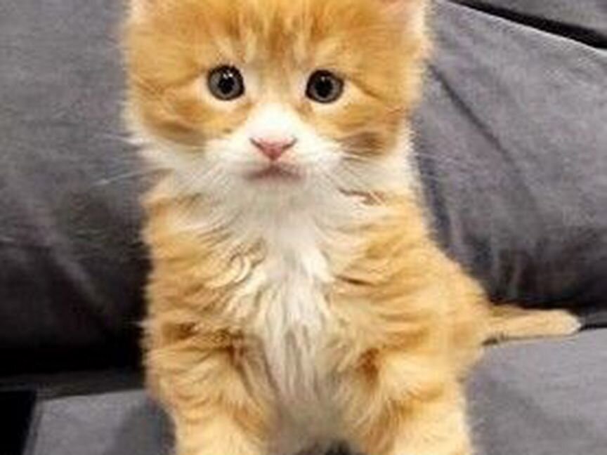 Котята Мэйн кун полидакт