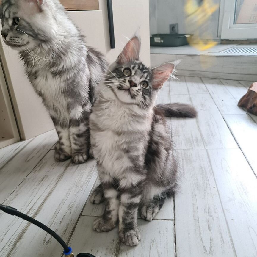 Котёнок мейн-кун 3,5 мес