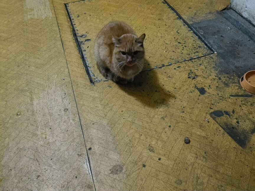 Кошка крысоловка в добрые руки