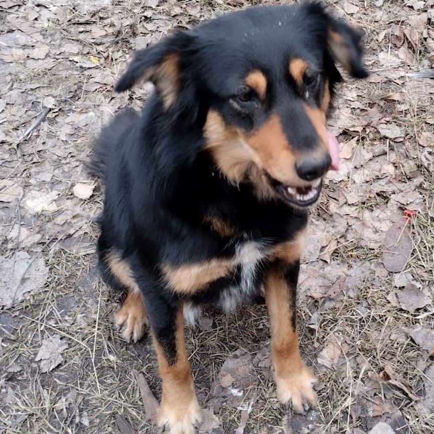 Собака в добрые руки