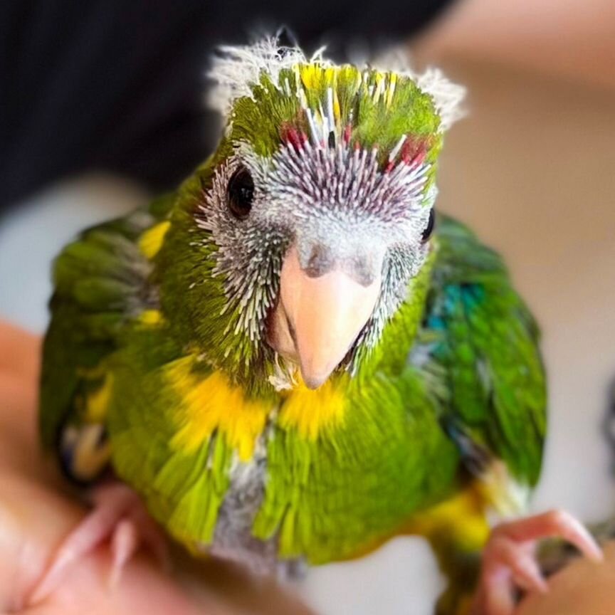 Попугай Какарик птенцы ручные и полуручные