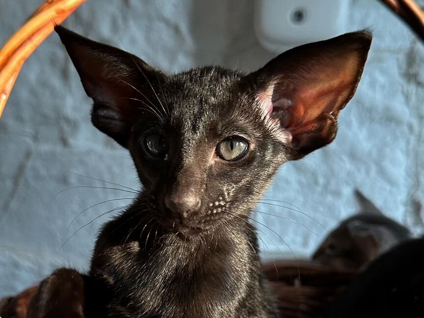 Ориентальный котенок из питомника